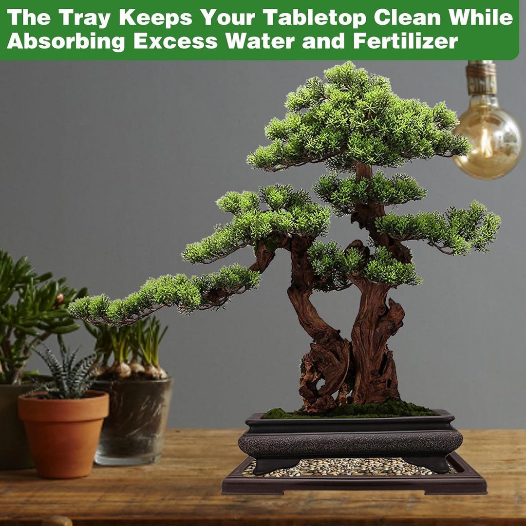 Humidity Tray for Bonsai Trees – 6", 8", 10", 12" – Choose Your Size - Etsy