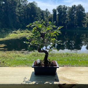 Chinese Elm Bonsai Tree - Ulmus Parvifolia - Age 9 With Live Moss - Etsy
