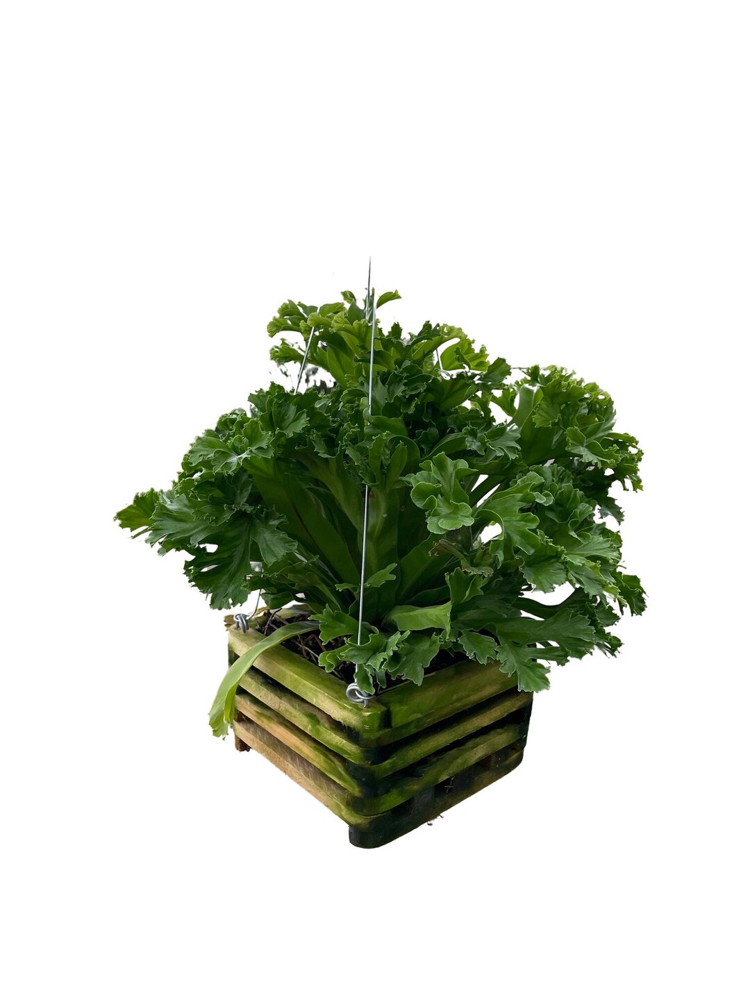 Leslie Birdnest Fern - Wooden Hanging Basket - Hand Made Crate - Etsy