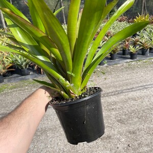 Bromeliad Martin - Big Green Plant - Etsy
