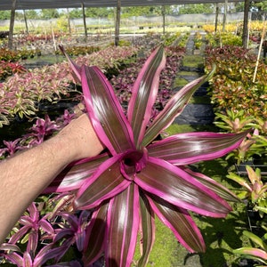 Bromeliad Hawiian Magic - Big Pink and Green Plant - Etsy