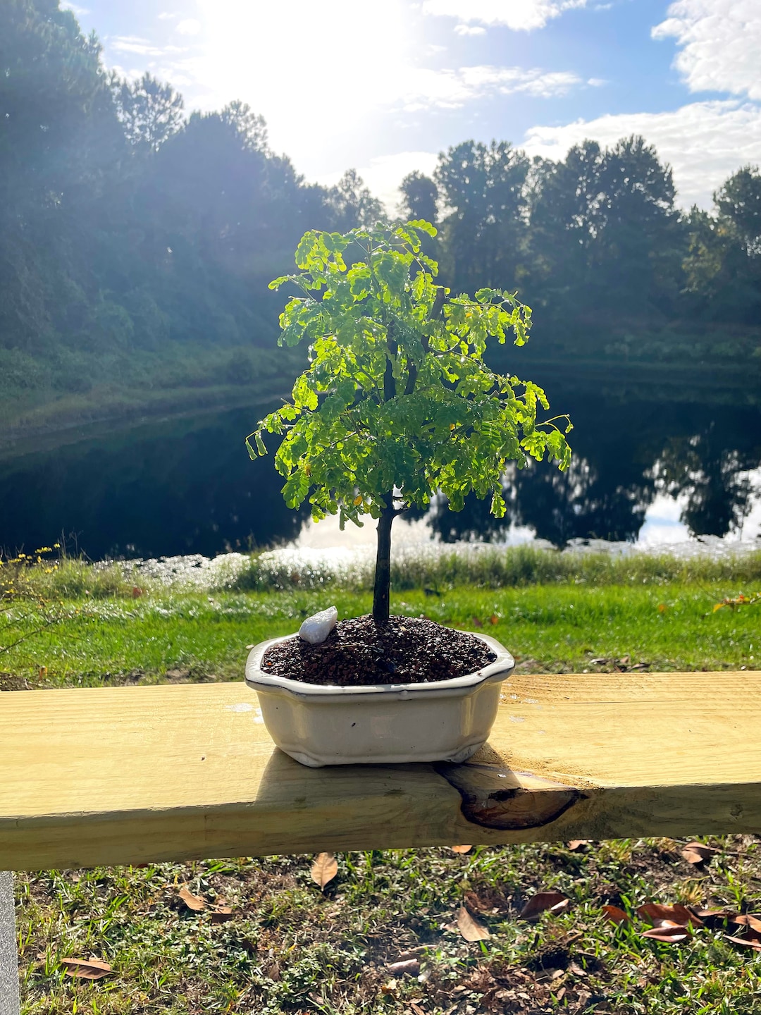 Large Brazilian Rain Tree Pithecellobium Tortum Age 9 in a Ceramic ...
