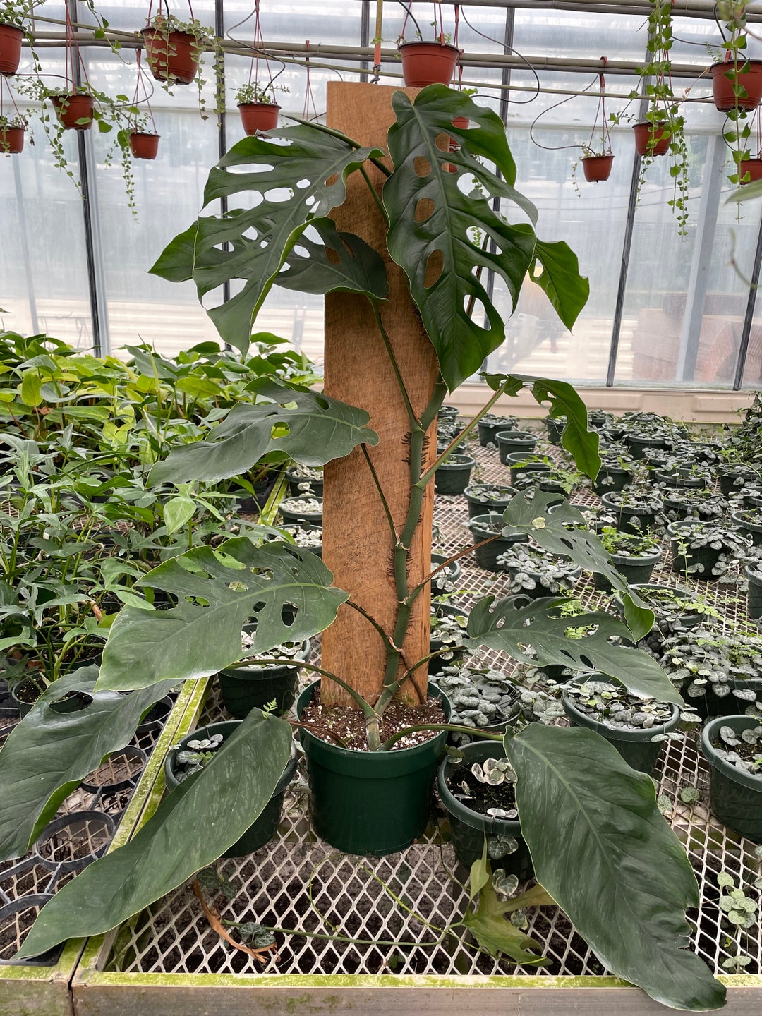 Rare Tall Monstera Dubia on Plank - Exotic Houseplant - Etsy