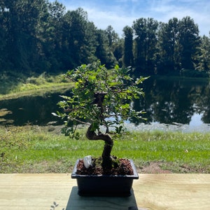 Chinese Elm Bonsai Tree - Ulmus Parvifolia - Age 9 With Live Moss - Etsy