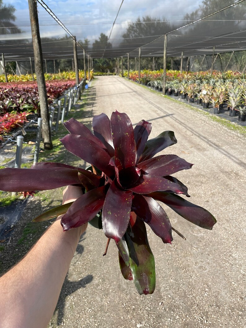 Bromeliad Neo Red Tiger Big Purple Plant - Etsy
