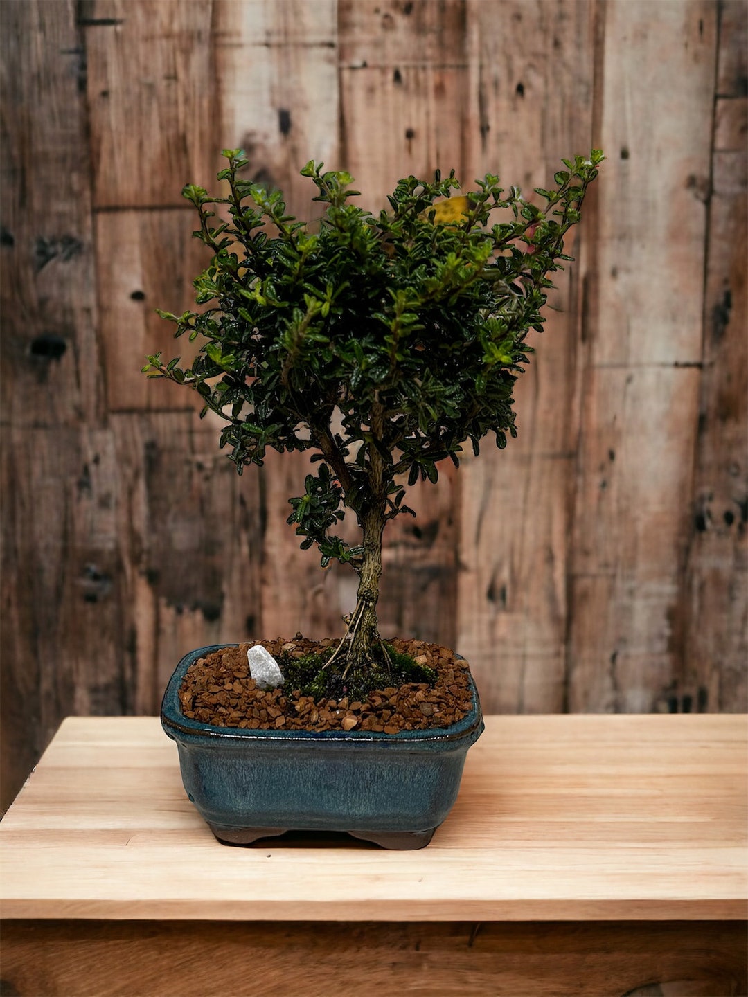 Bahama Berry Mame Bonsai - White Flowers - 4'' Pot - Fragrant Bonsai ...