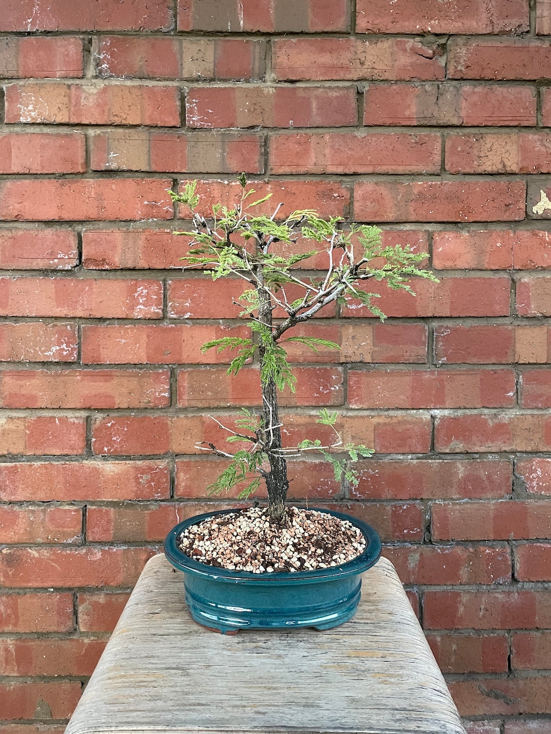 Rabbit's Foot Acacia Bonsai Tree 9 Years Old Yellow and Pink Flowers 18 ...
