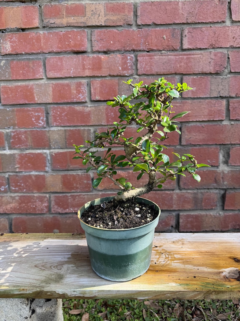 Fukien Tea Bonsai Tree | Pre-styled | Imported From Taiwan - Etsy
