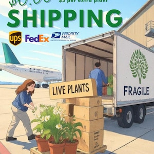 European Olive Pre-bonsai Tree: Live Indoor/outdoor Plant (11-12") - Etsy