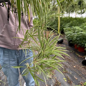 Overgrown Spider Plant in Hanging Basket - With Pups! - Etsy