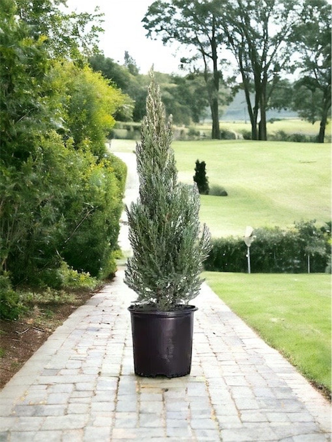 Blue Point Juniper Tree – 3 Gallon, Evergreen Bonsai or Landscaping - Etsy