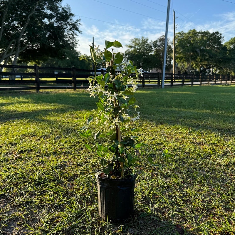 Trailing Jasmine Plants - Etsy