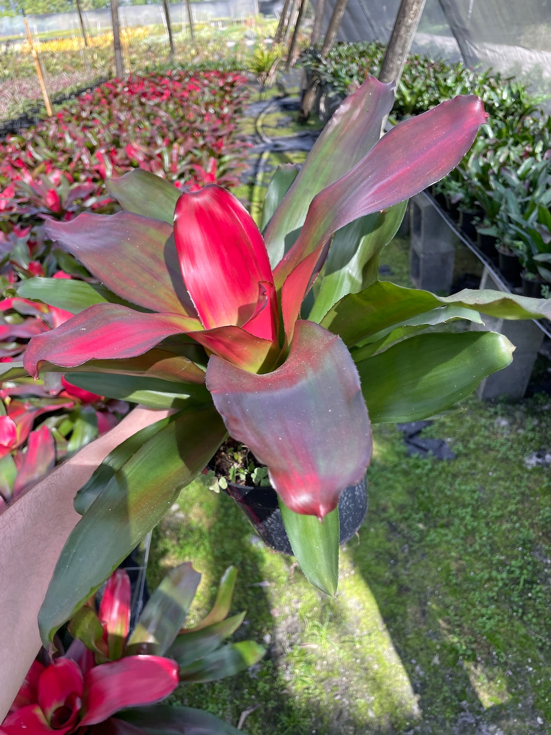 Magali Bromeliad in 6" Pot – Vibrant Indoor Tropical Plant - Etsy