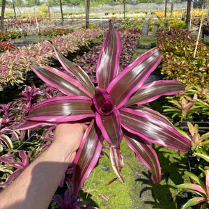 Bromeliad Hawiian Magic - Big Pink and Green Plant - Etsy