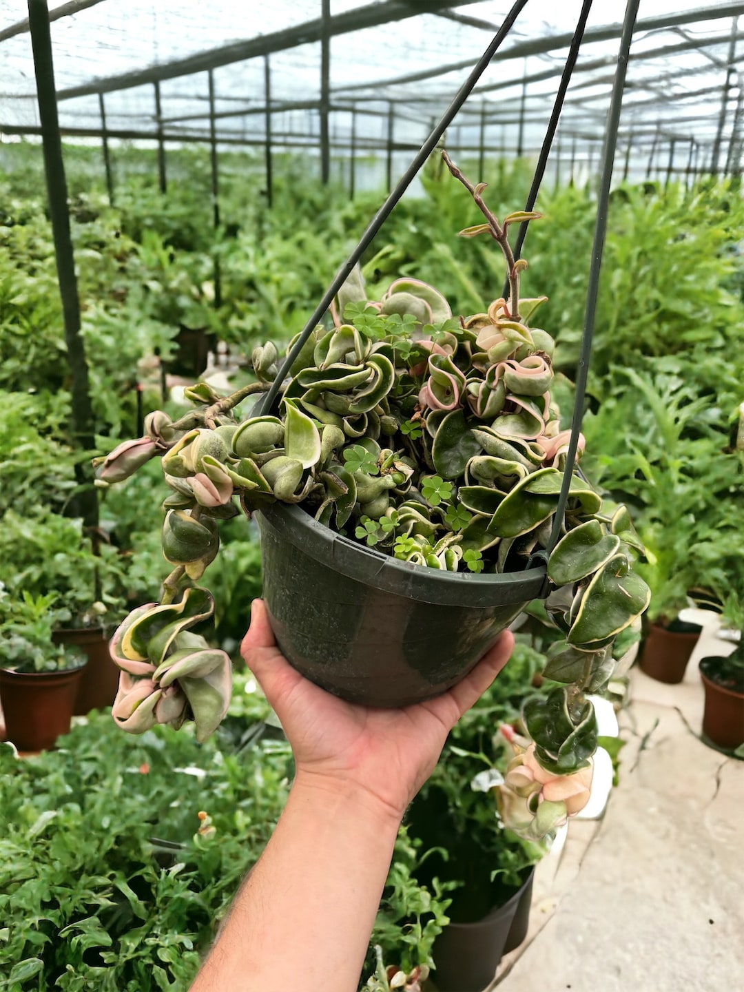 Variegated Hoya Rope Plant High Variegation 8'' Hanging Basket Indoor ...