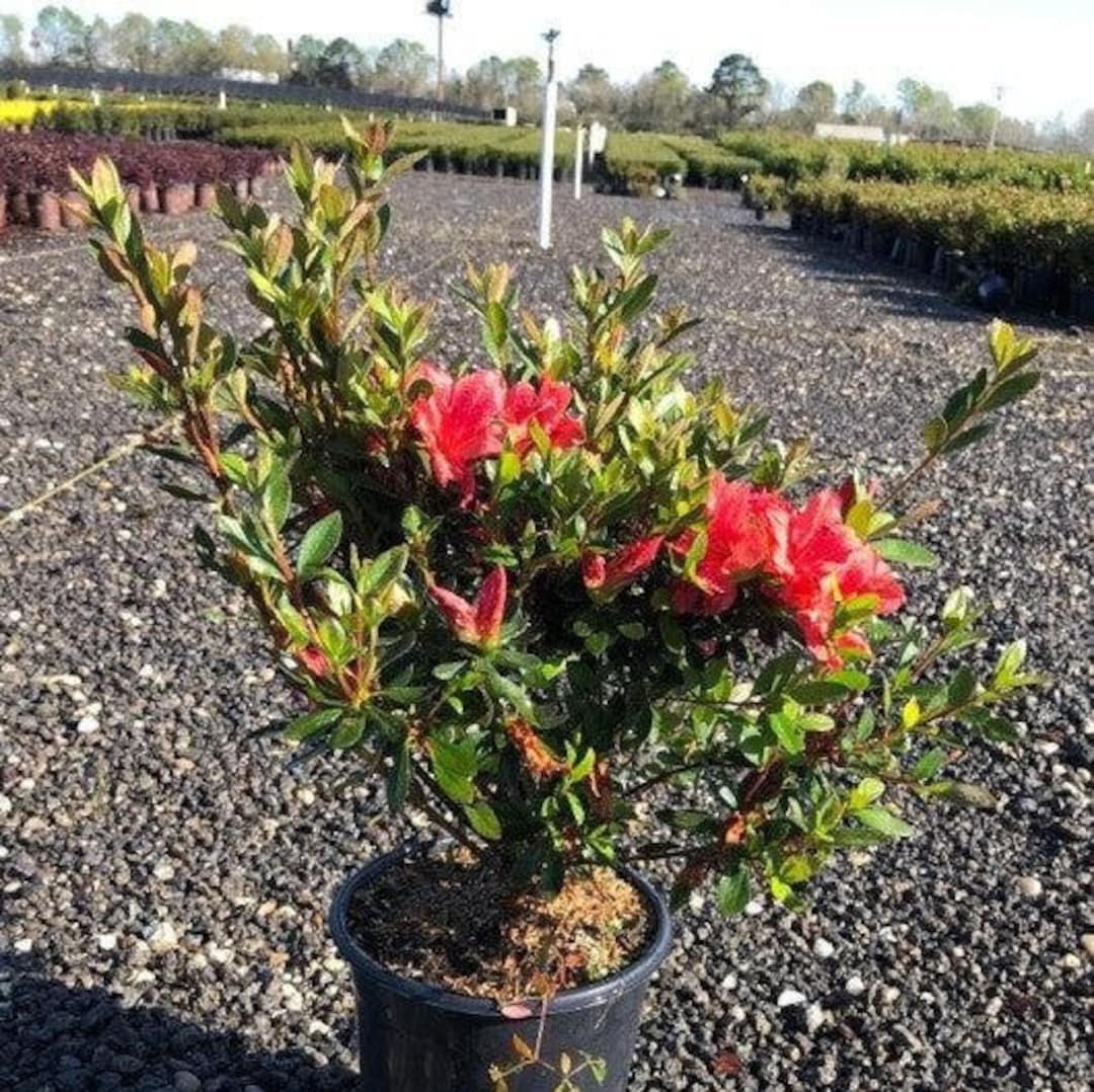 Fashion Azalea Plant: Rhododendron in 1 Gallon Pot - Etsy