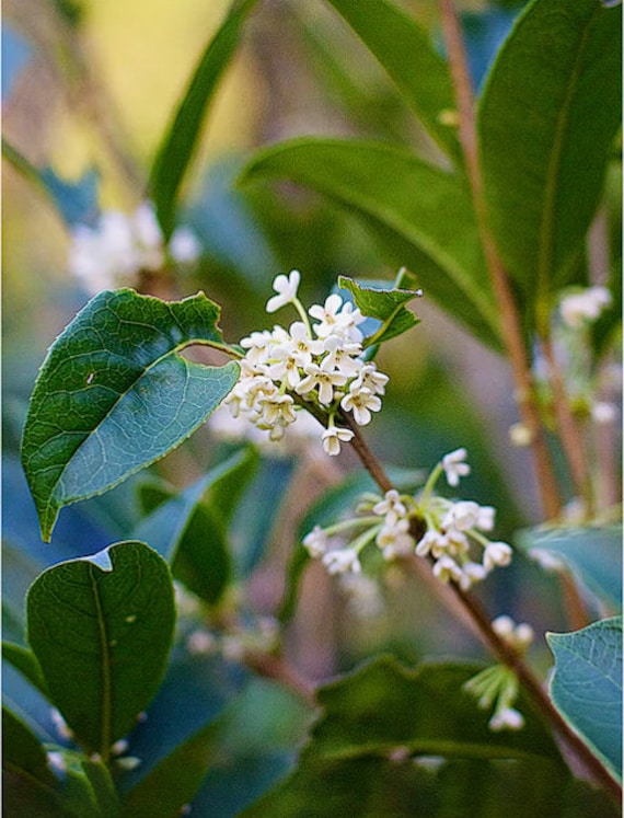 Sweet Tea Olive Tree