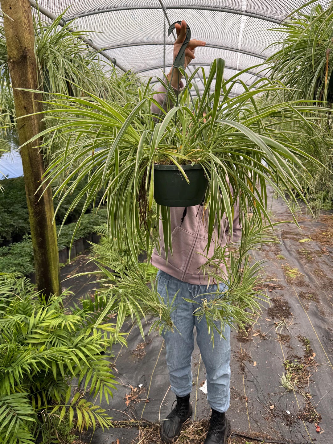 Overgrown Spider Plant in Hanging Basket - With Pups! - Etsy