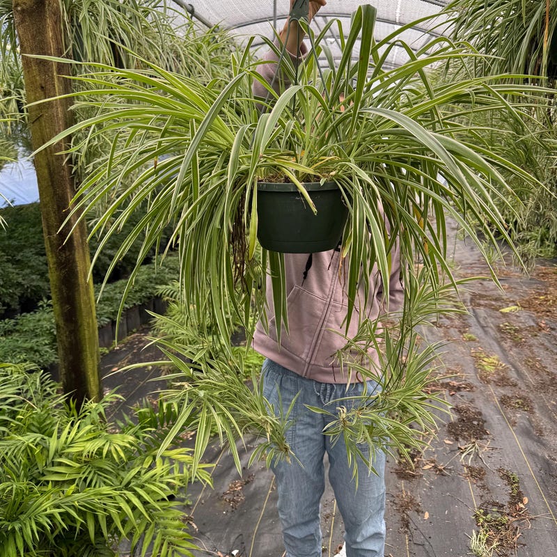 Plant and Spider Decor - Etsy