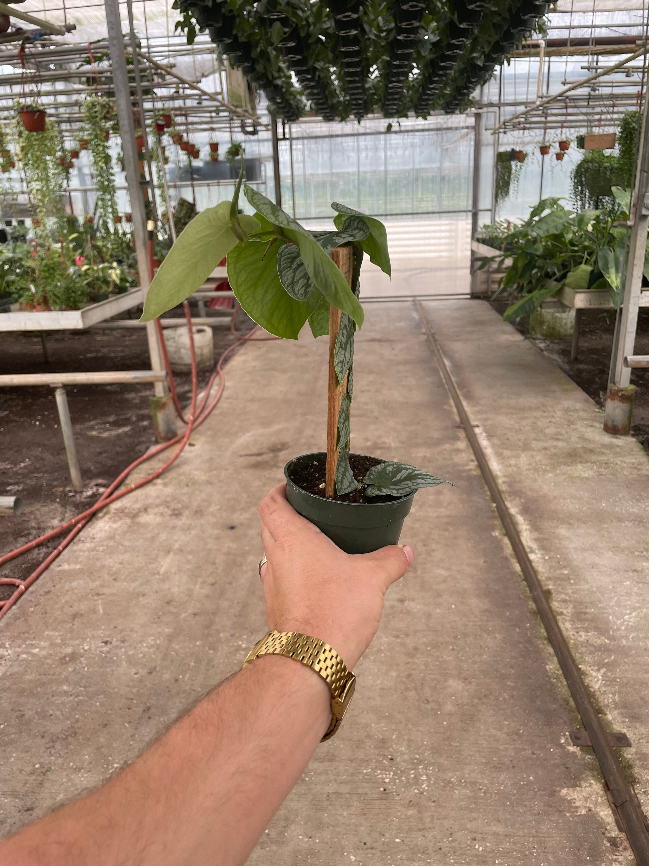 Monstera Dubia - Plank Plant - Etsy