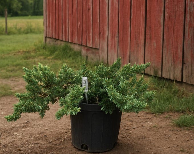 Port Orford Cedar Lawson Cypress Live Tree 1 Gallon 20-26" Tall ...
