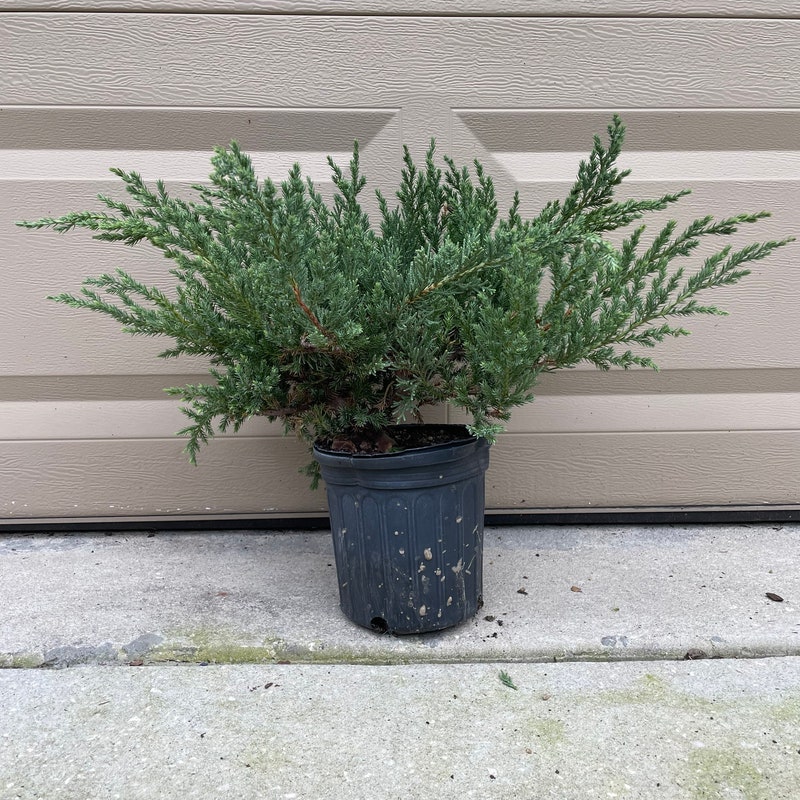 Juniper Home Decor - Etsy