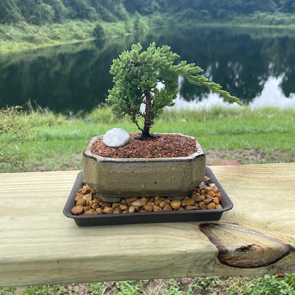 Humidity Tray - Etsy