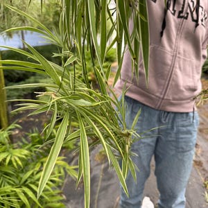 Overgrown Spider Plant in Hanging Basket - With Pups! - Etsy