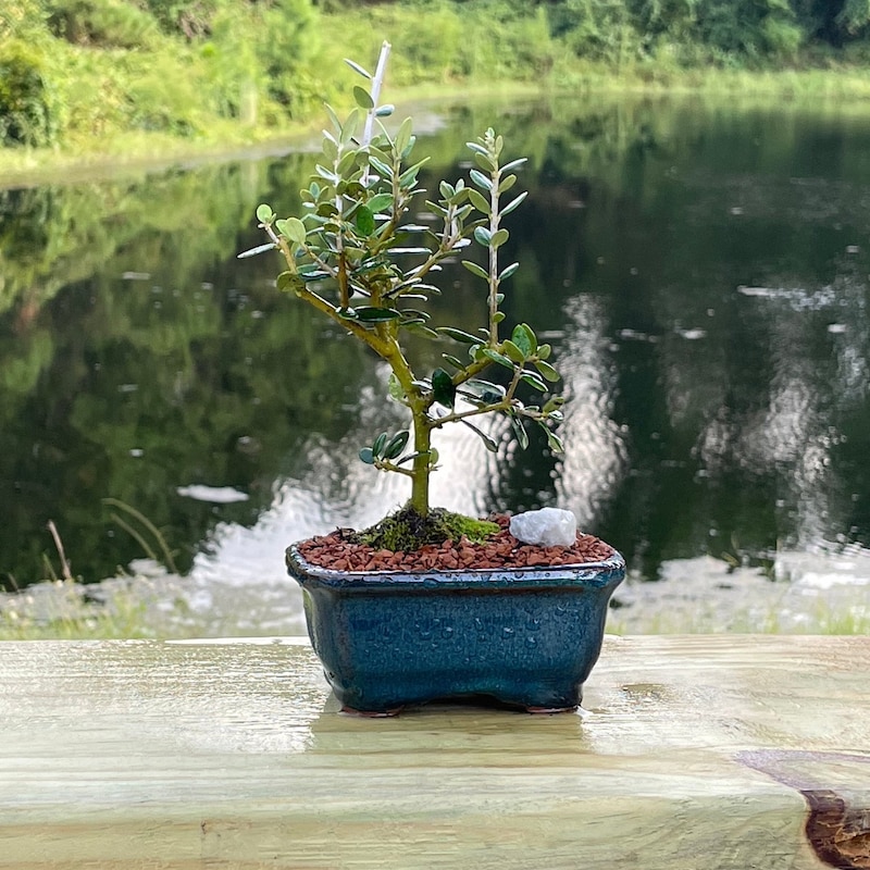 Willow Live Bonsai Tree - Etsy