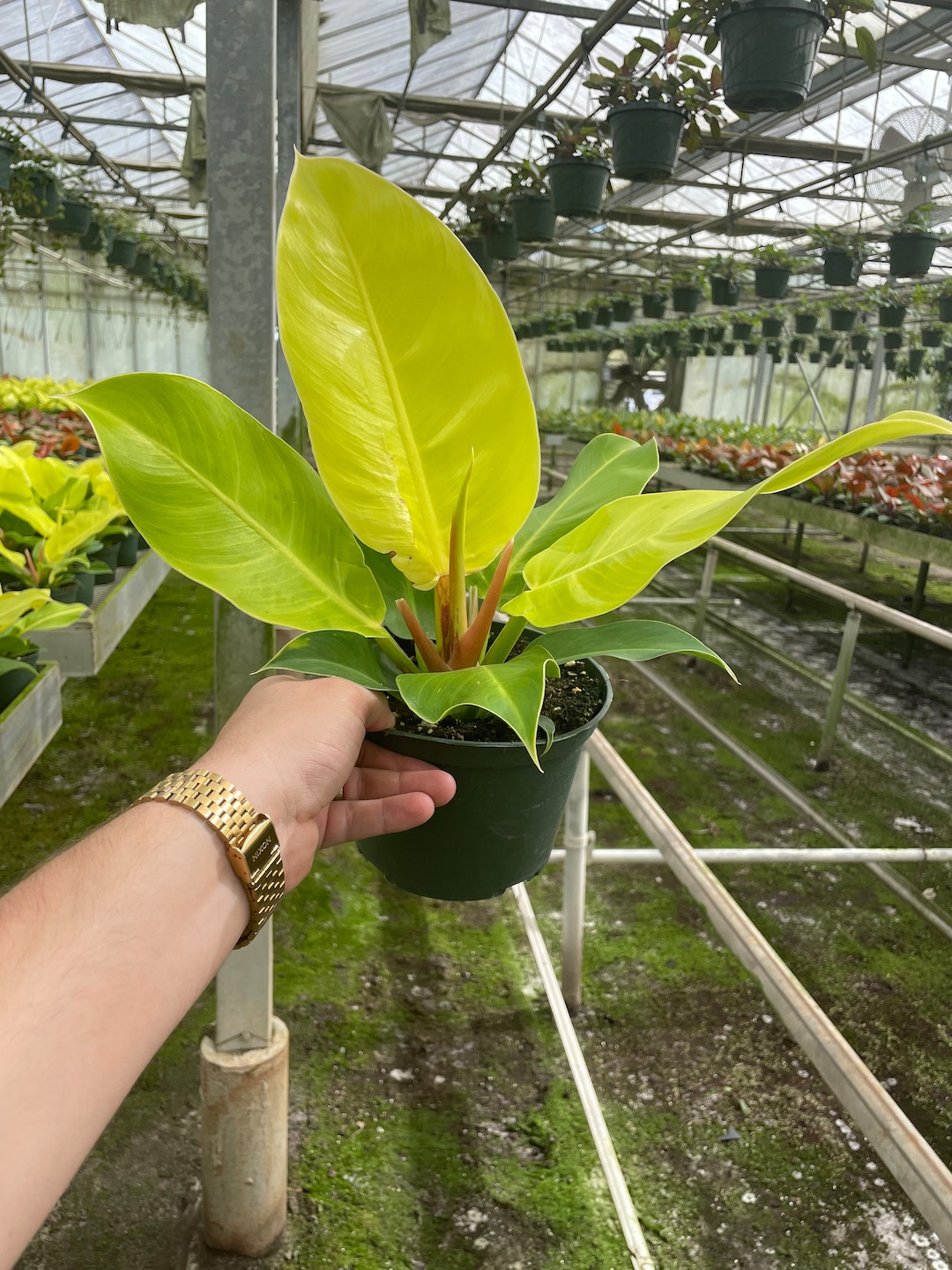 Philodendron Moonlight: Orange Foliage in 6 Inch Pot - Etsy