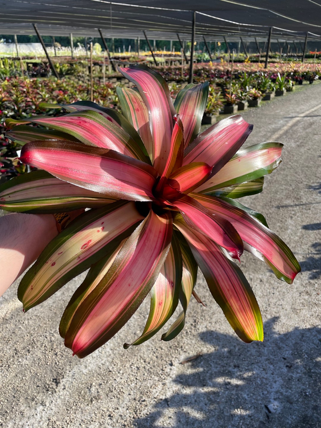 Bromeliad Fancy: Exotic Tropical Indoor/outdoor Plant (6" Pot) - Etsy