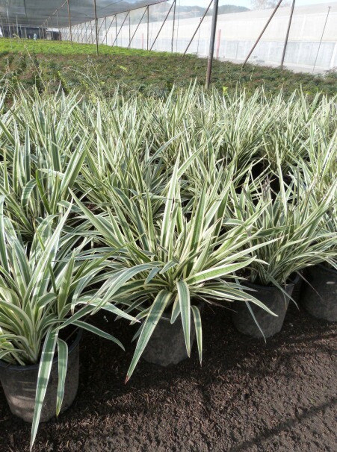 Variegated Tasman Flax Lily - Dianella Tasmanica - 1 Gallon Pot - Etsy