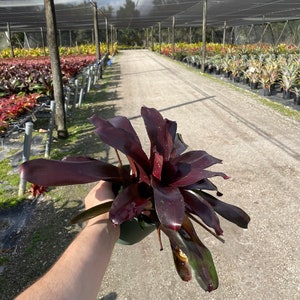 Bromeliad Neo Red Tiger Big Purple Plant - Etsy