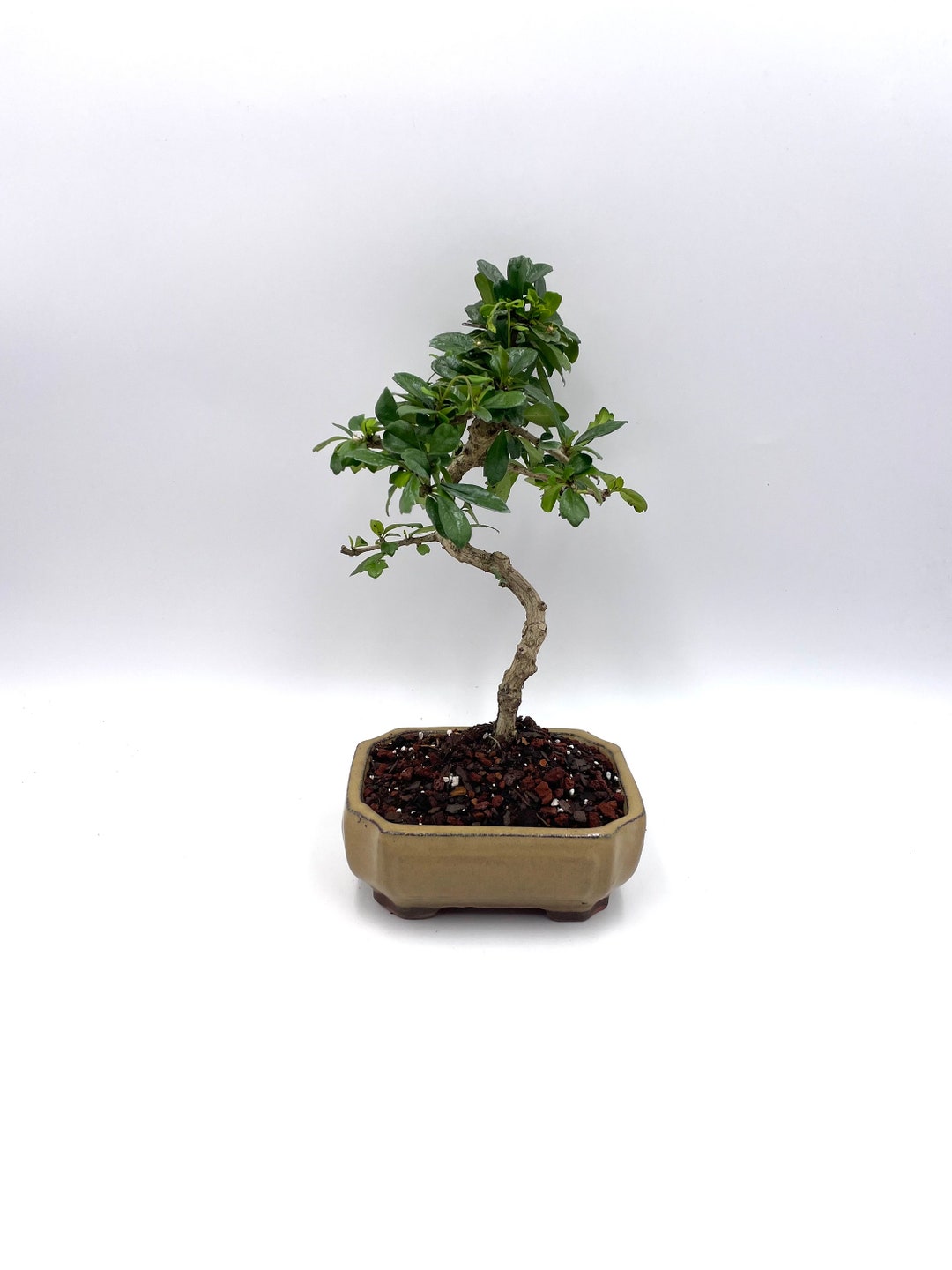 Fukien Tea Bonsai Tree: Live Indoor/outdoor Plant in 6'' Glazed Pot - Etsy