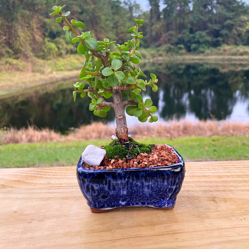 Dwarf Jade Tree Live - Etsy