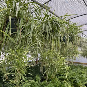Overgrown Spider Plant in Hanging Basket - With Pups! - Etsy