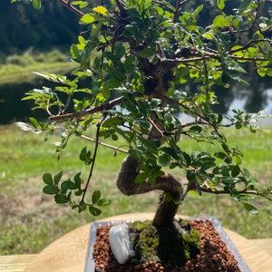 Chinese Elm Bonsai Tree - Ulmus Parvifolia - Age 9 With Live Moss - Etsy