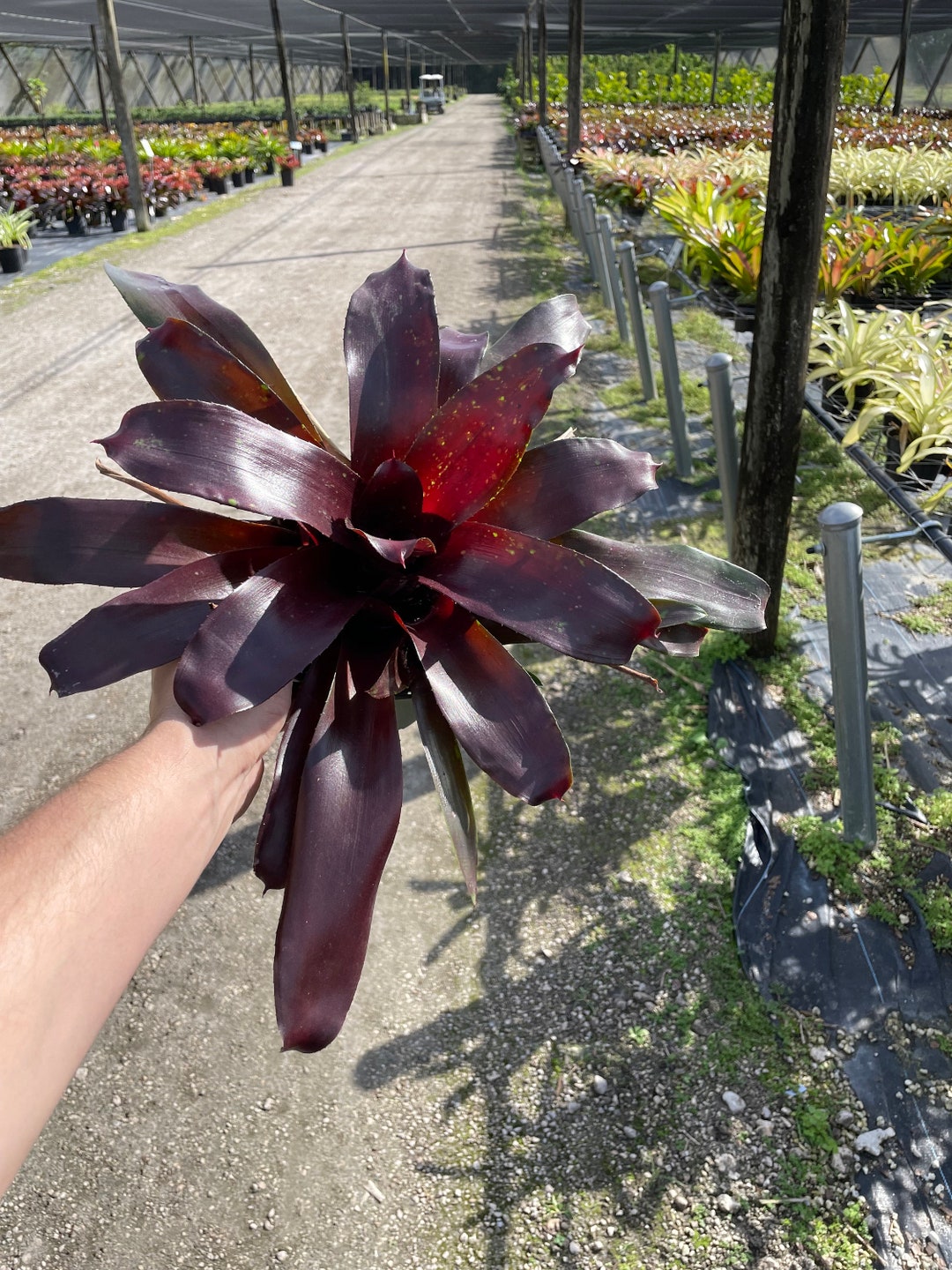 Bromeliad Neo Red Tiger Big Purple Plant - Etsy