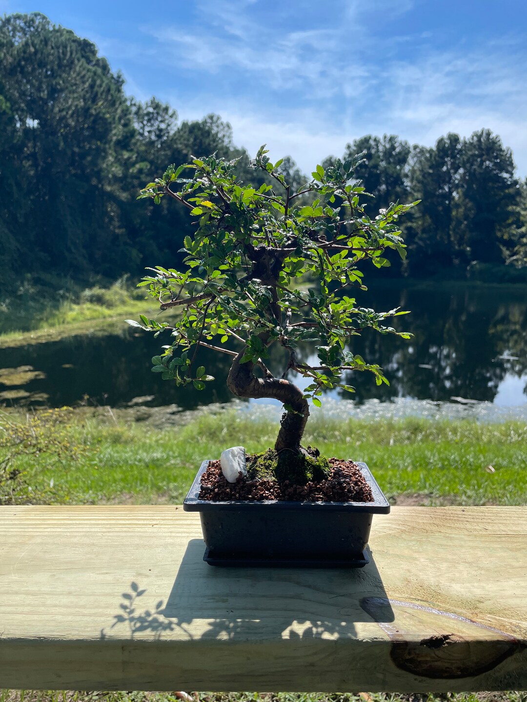 Chinese Elm Bonsai Tree - Ulmus Parvifolia - Age 9 With Live Moss - Etsy