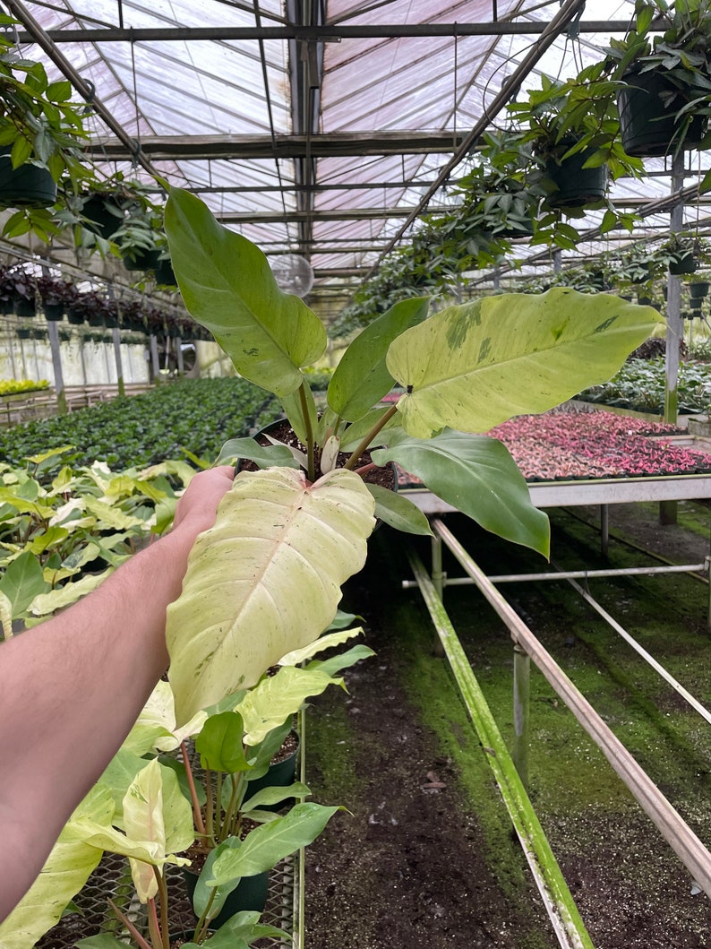 Philodendron X 'snowdrift - 4'' Pot Extra Variegated - Etsy