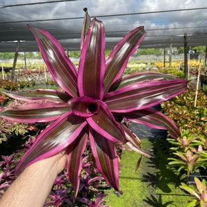 Bromeliad Hawiian Magic - Big Pink and Green Plant - Etsy