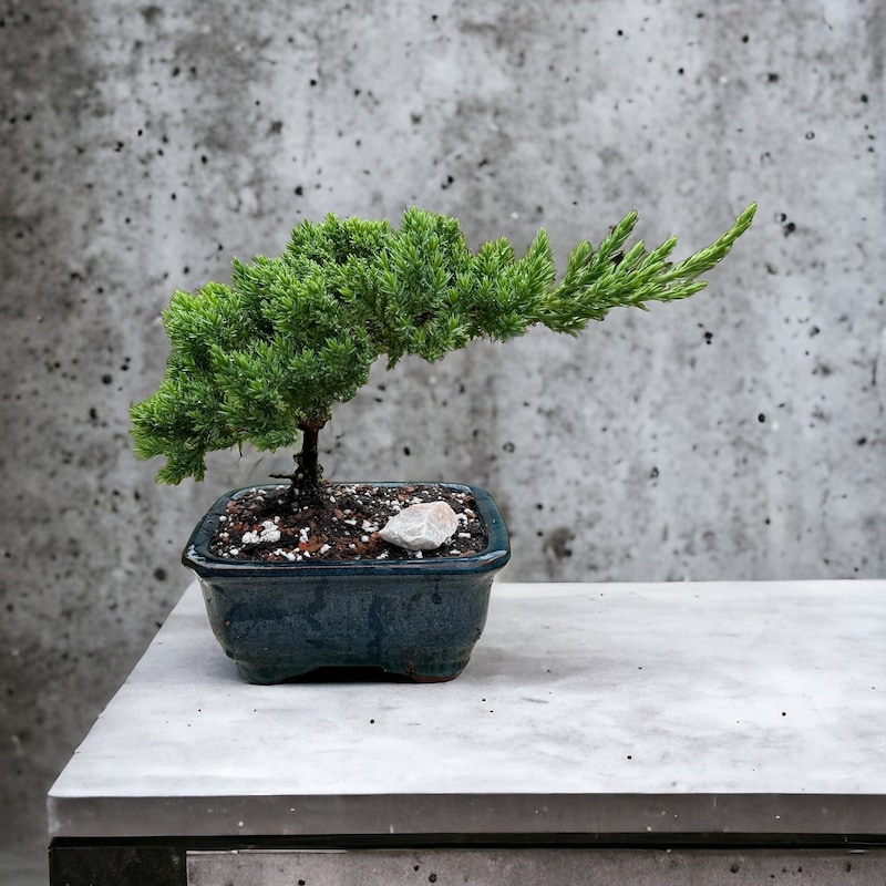 Juniper Live Bonsai - Etsy
