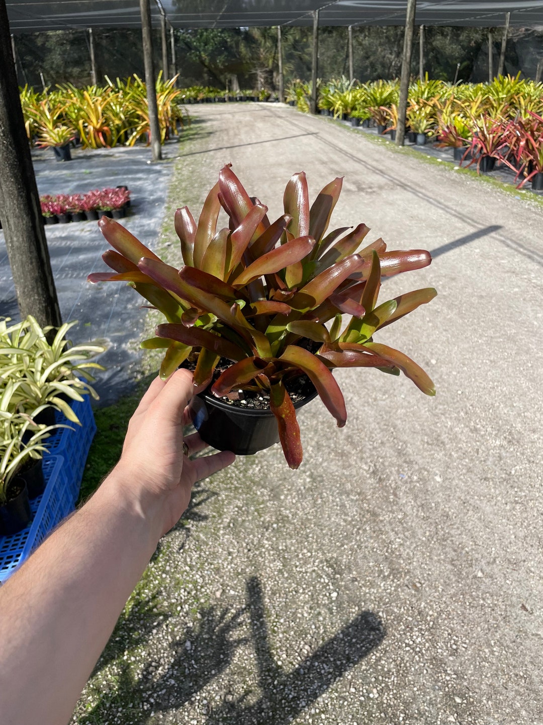 Bromeliad Fireball - Big Purple and Green Plant - Etsy