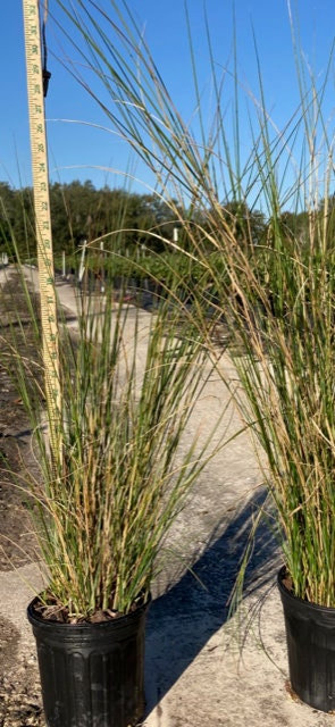 Sand Cord Grass: Native Beach Plant in 1 Gallon Pot - Etsy