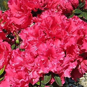 Beautiful Red Ruffle Azalea | Hardy Azalea Plant | 1 Gallon Size ...