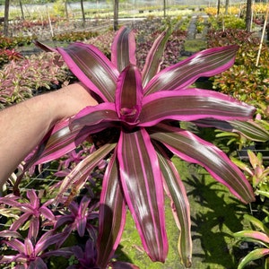 Bromeliad Hawiian Magic - Big Pink and Green Plant - Etsy