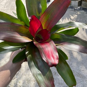 Magali Bromeliad in 6" Pot – Vibrant Indoor Tropical Plant - Etsy