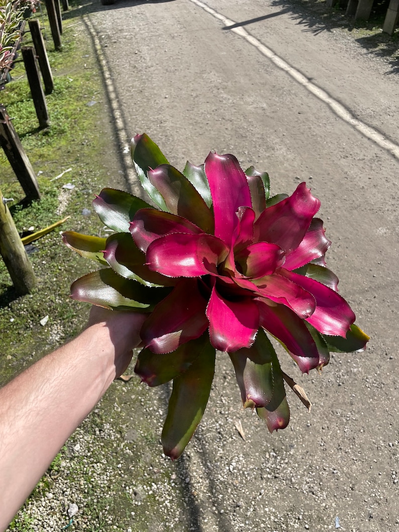 Bromeliad Lila, - Big Pink and Green Plant - Etsy