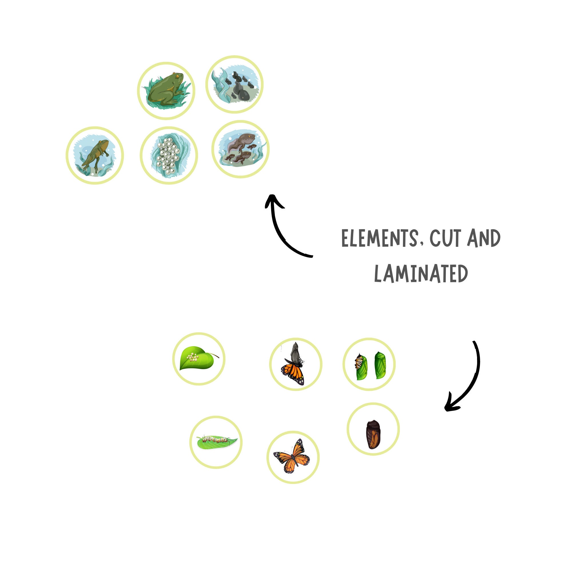 The Life Cycle of a Butterfly / FROG, Homeschool Activity Binder ...