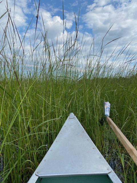 Hand Harvested Wild Rice - Woodfire Parched - Etsy